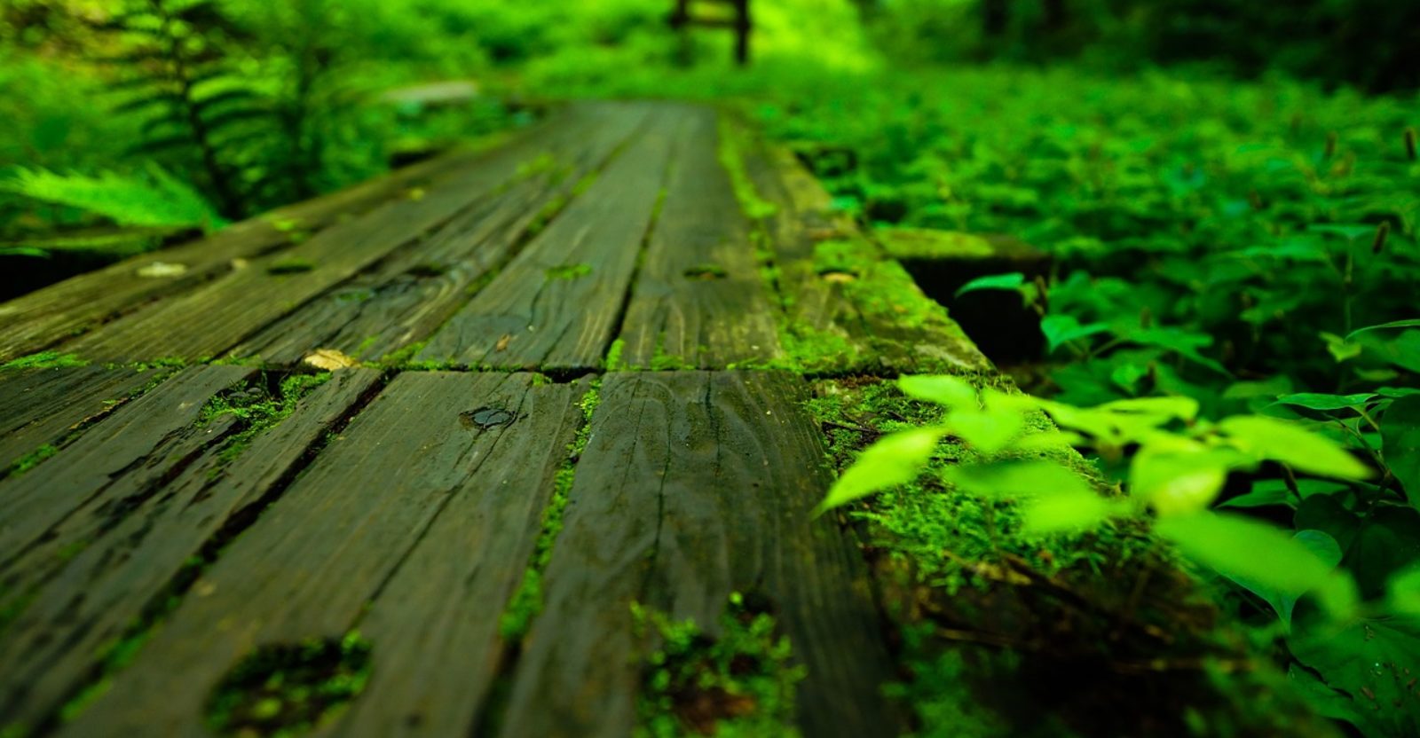 Japan’s Mysterious Suicide Forest – As Beautiful As It Is Eerie – Asian ...